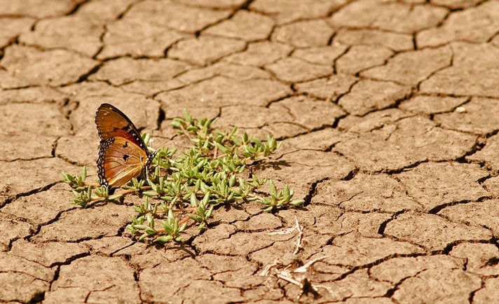 #COP17 ЦӨЛЖИЛТИЙН 87% ХҮНИЙ ХҮЧИН ЗҮЙЛЭЭС ШАЛТГААЛДАГ